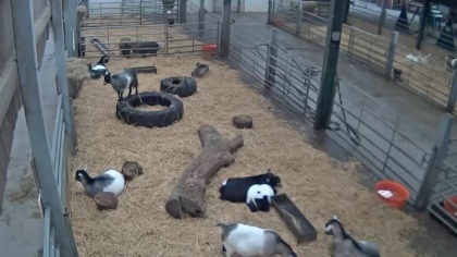 Kilgetty - Folly Farm, United Kingdom - Webcams