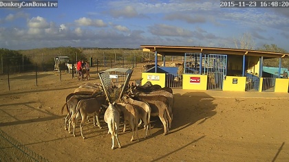 Donkey Sanctuary, Bonaire - Webcams