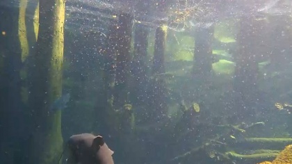 Perry - Go Fish Aquarium, Georgia (USA) - Webcams