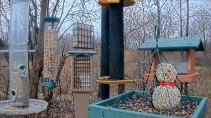 Akron - Bird feeders, Ohio (USA) - Webcams
