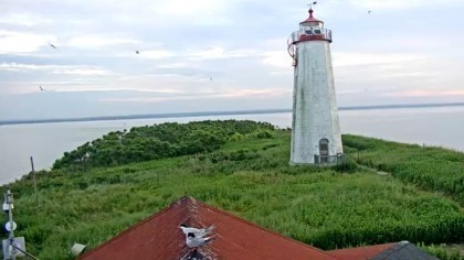 Long Island Sound - Falkner Island - Foki, Connecticut (USA) - kamery ...