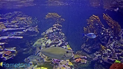 Riverhead - Long Island Aquarium, New York (USA) - Webcams