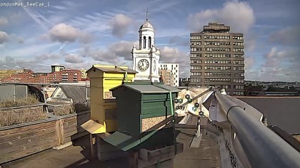 London - London Met - Rocket Building - Beehives, United Kingdom - Webcams