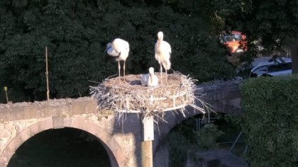 Munster - Stork nest, France - Webcams