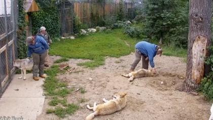 Ely - International Wolf Center, Minnesota (USA) - Webcams