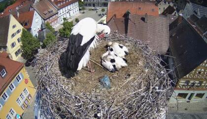 Höchstadt an der Aisch - Storks, Germany - Webcams