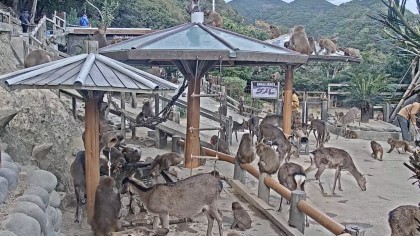 Awaji Island - Awaji Monkey Center, Japan - Webcams