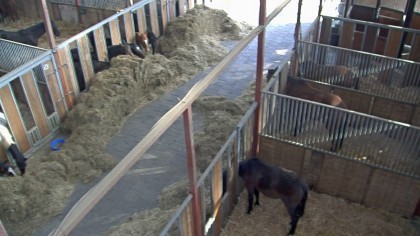 Emst, horse stable, Netherlands - Webcams