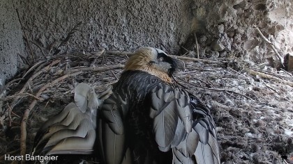 Arth - Goldau - Orłosęp, Szwajcaria - kamery internetowe, webcams