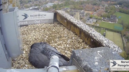 Norwich - Peregrine falcons, United Kingdom - Webcams