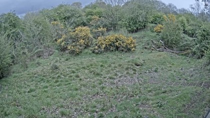 Fingringhoe - Fingringhoe Wick Nature Reserve - Badger, United Kingdom ...