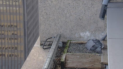 Seattle - 1201 Third Ave - Peregrine falcon, Washington (USA) - Webcams