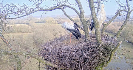 Horsham - Knepp Castle Estate - Storks, United Kingdom - Webcams