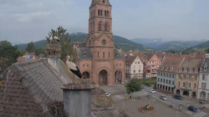 Munster - Stork nest, France - Webcams