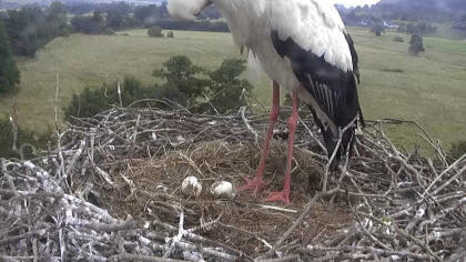 Altenstadt - Lindheim - Storks, Germany - Webcams