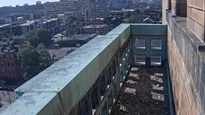 Detroit - Wayne State University - Peregrine falcon, Michigan (USA ...
