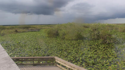 Everglades National Park - Anhinga Trail, Florida (USA) - Webcams
