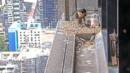 Melbourne - Peregrine falcon, Victoria - Webcams