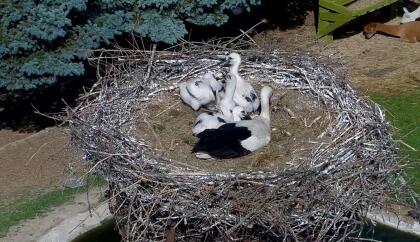 Storks - Klekusiowo, Tomaszów Bolesławiecki - Webcams