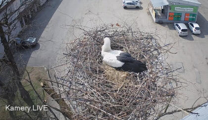 Storks, Bukowsko - Webcams
