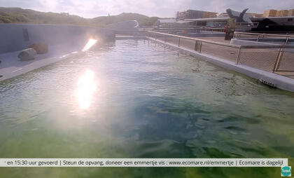 Texel - Ecomare - Seals, Netherlands - Webcams