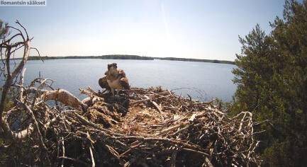 Ilomantsi - Osprey nest, Finland - Webcams