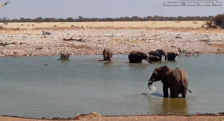 Okaukuejo - Etosha-Nationalpark, Namibia - Webcams