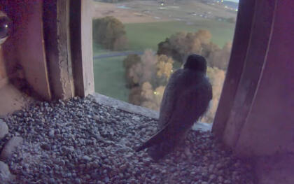 Orange - Falcons, New South Wales - Webcams