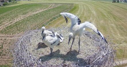 Windsbach - Storks, Germany - Webcams