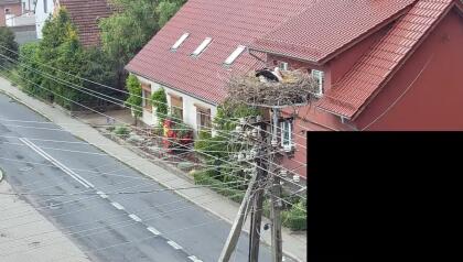 Storks, Kosieczyn - Webcams
