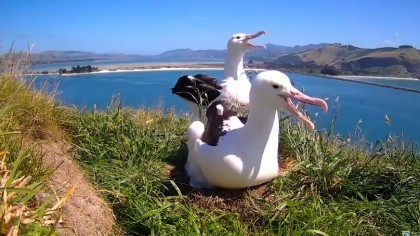 Taiaroa Head - Northern royal albatross colony, New Zealand - Webcams