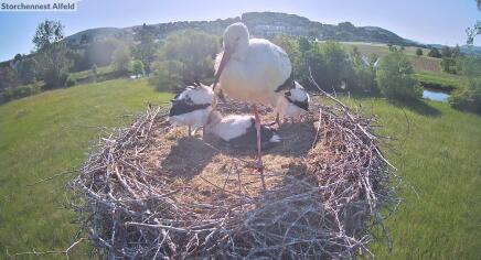 Alfeld - Storks, Germany - Webcams