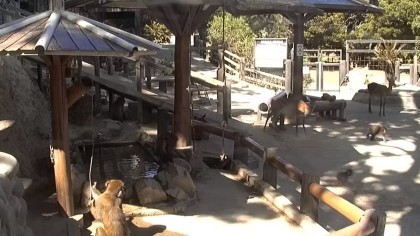 Awaji-shima - Awaji Monkey Center, Japon - Webcams