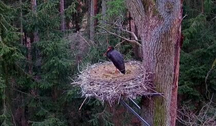 Noteć Forest - Black storks, Sieraków - Webcams