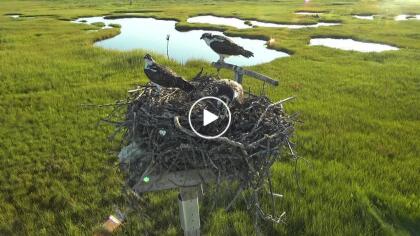 Boston - Belle Isle Marsh - Osprey's nest, Massachusetts (USA) - Webcams