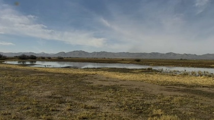Whitewater Draw - Sandhill Crane, Arizona (USA) - Webcams