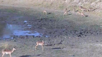Djuma Game Reserve, Südafrika - Webcams