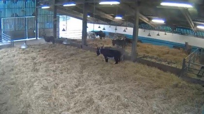 Sidmouth - The Donkey Sanctuary, United Kingdom - Webcams