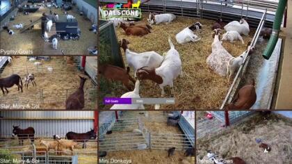 Dumfries - Dalscone Farm Fun, Vereinigtes Königreich - Webcams