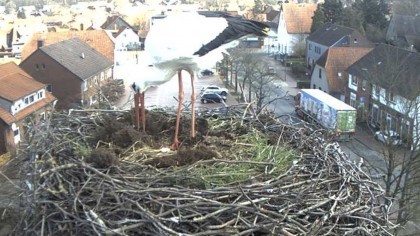 Stemwede - Dillingen - Storks, Germany - Webcams