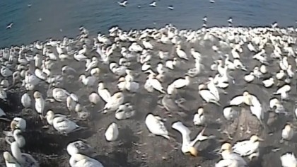 Eldey - Gannets, Iceland - Webcams