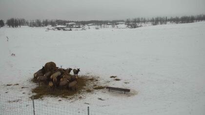 Gaylord - Patrick Mankowski Elk Park, Mičiganas (USA) - kameros, kamera