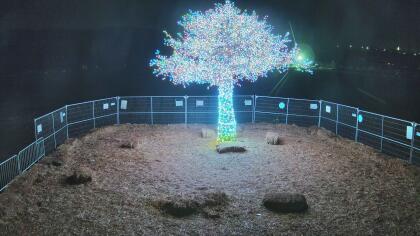 Lee's Summit - The Magic Tree, Missouri (USA) - Webcams