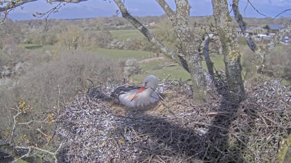 Horsham - Knepp Castle Estate - Storks, United Kingdom - Webcams