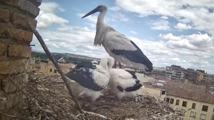 Tudela - Storks, Spain - Live View