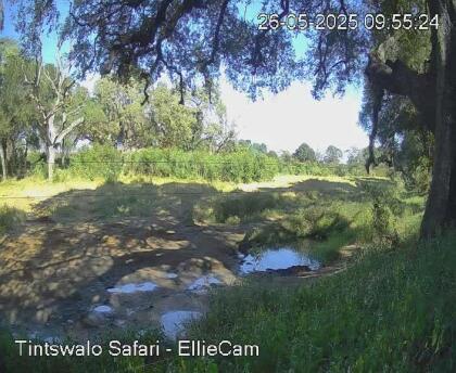 Manyeleti Nature Reserve - Tintswalo Safari Lodge, South Africa - Webcams