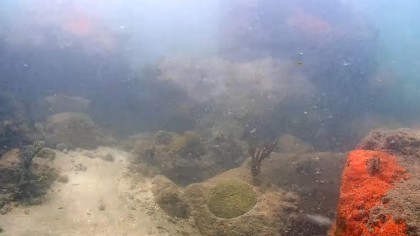 Miami - Urban Coral Reef - Undewater camera, Florida (USA) - Webcams