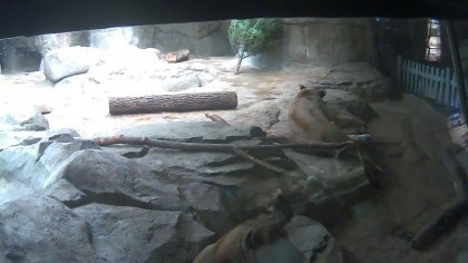 Milwaukee Zoo, Wisconsin (USA) - Webcams