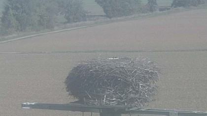 Münster - Storks, Germany - Webcams