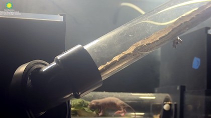 National Zoological Park - Naked Mole-rat, Washington D.C. (USA) - Webcams